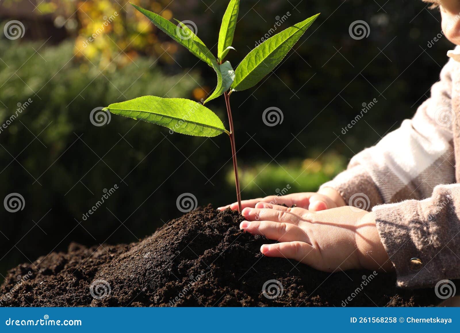 Small Child Planting Young Tree in Garden, Closeup Stock Photo - Image ...