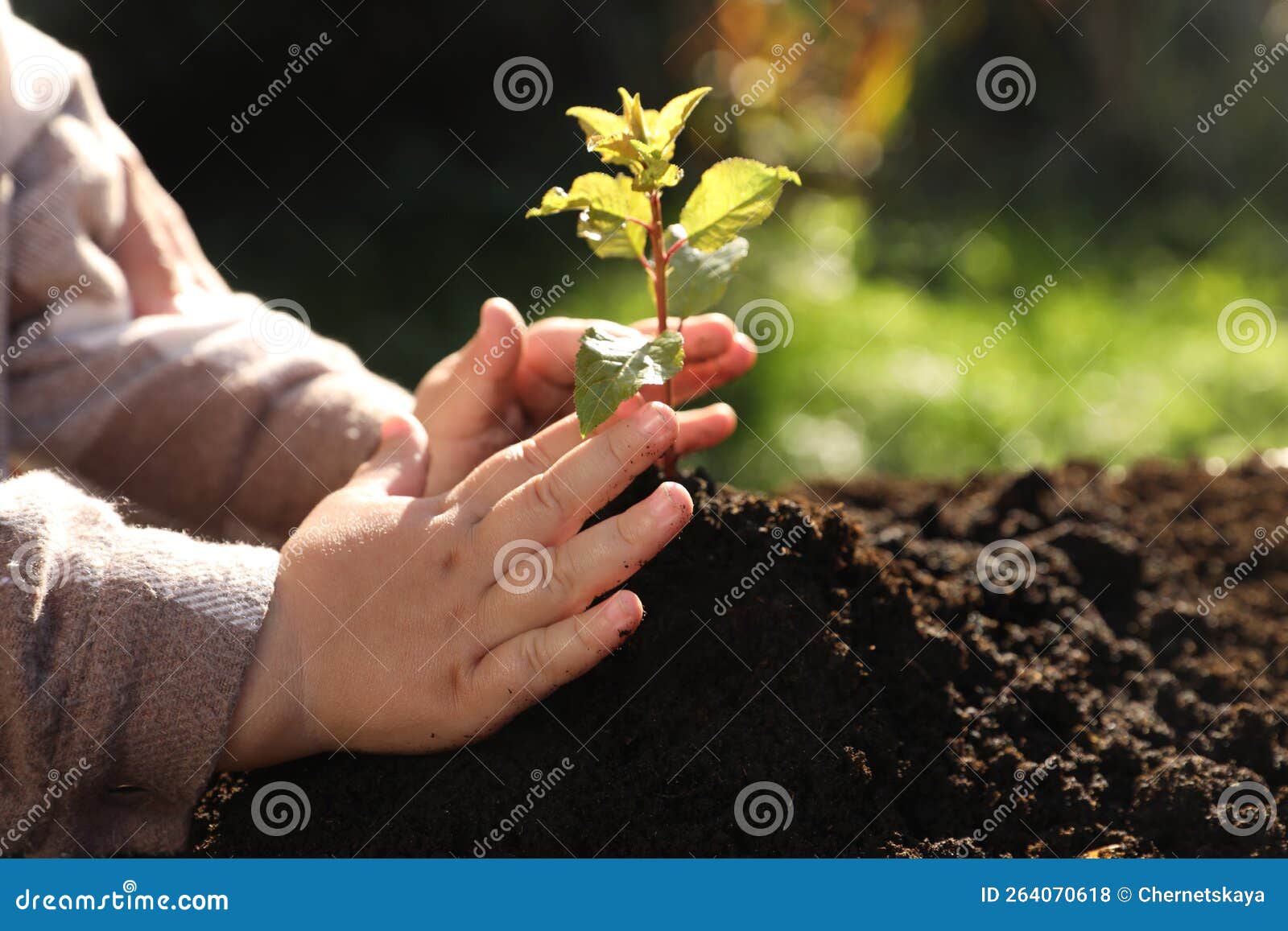 Small Child Planting Young Tree in Garden, Closeup Stock Photo - Image ...