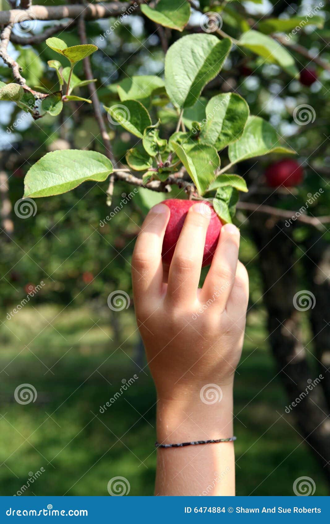 Small Child S Hand Reaching Up To Pick an Apple Stock Photo - Image of ...