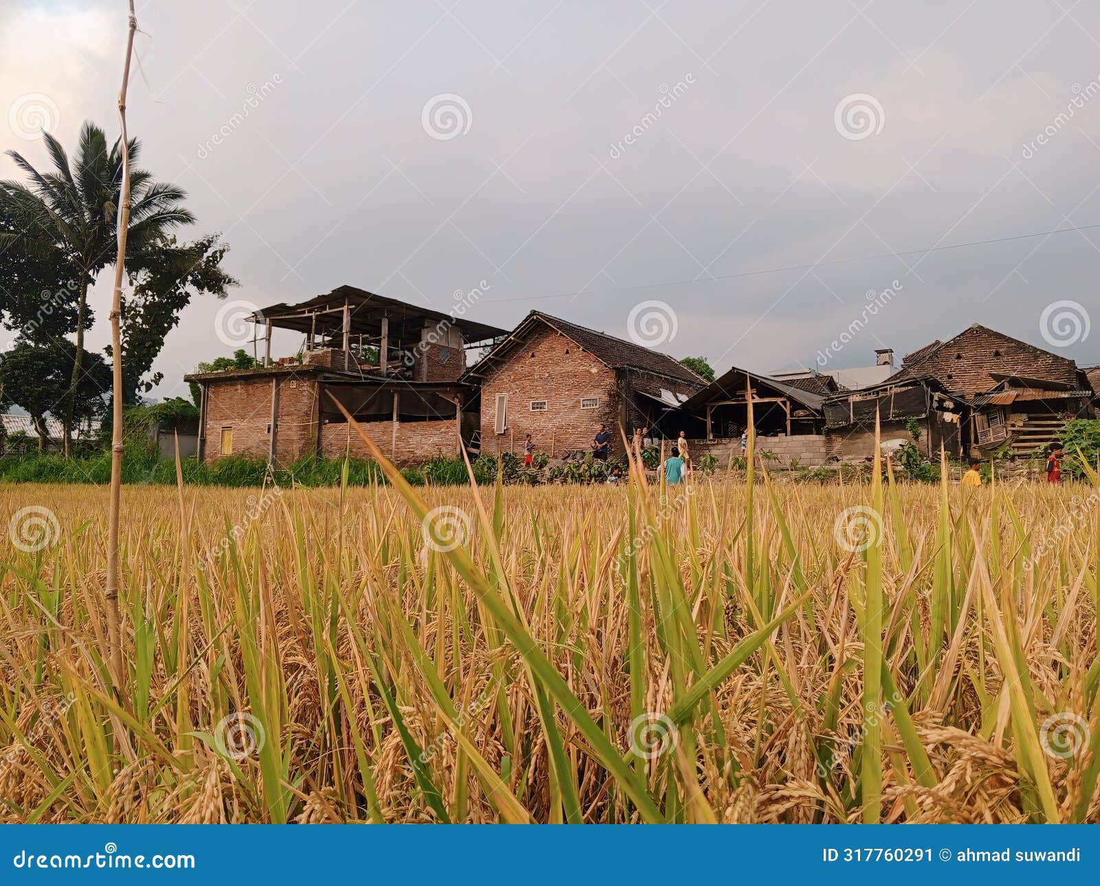 Small Children Playing in the Rice Field Stock Image - Image of plant ...