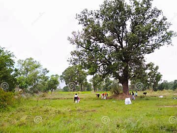 Kids playing editorial image. Image of playing, kids - 115077690