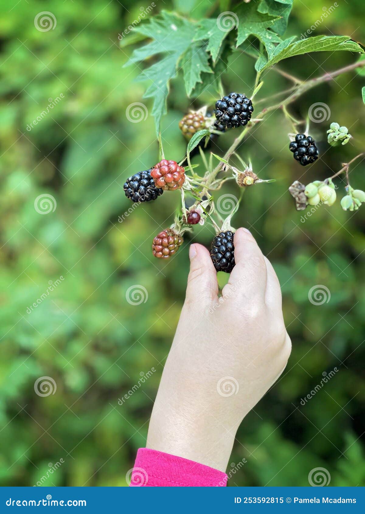 A Small Childs Hand Picking Wild Blackberries in the Forest Stock Image ...