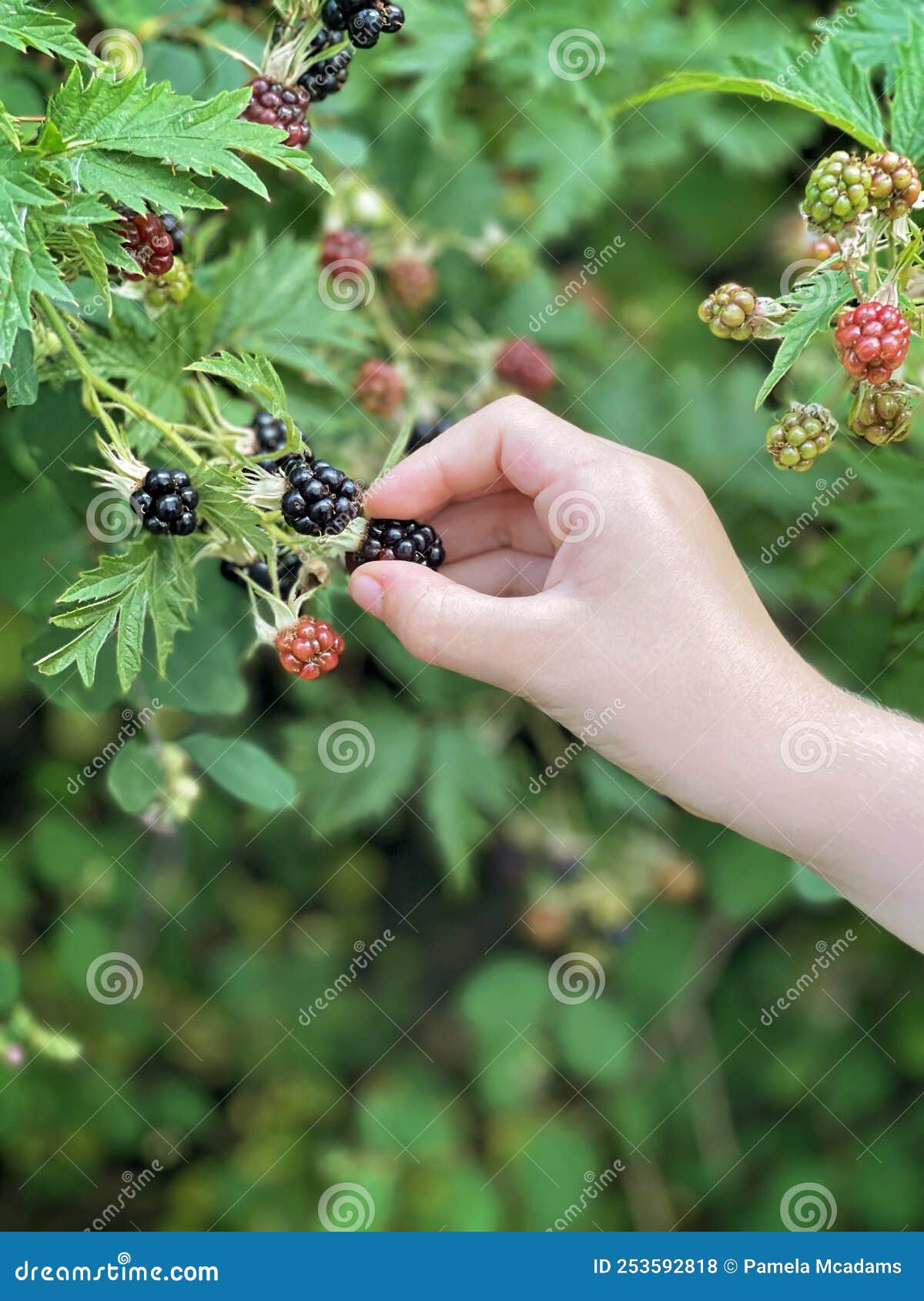 A Small Childs Hand Picking Wild Blackberries in the Forest Stock Photo ...