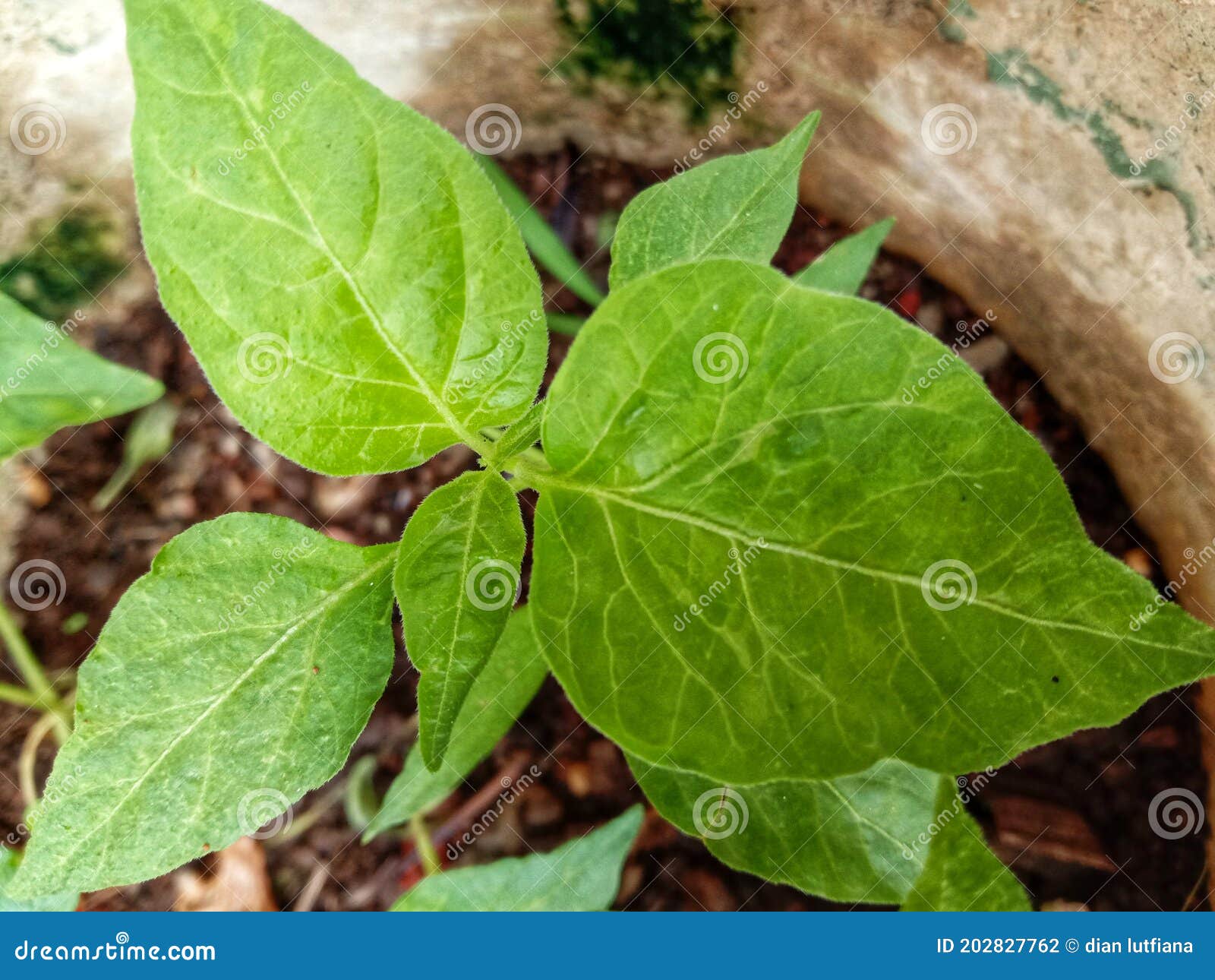 Small chili leaves stock photo. Image of small, gardens - 202827762