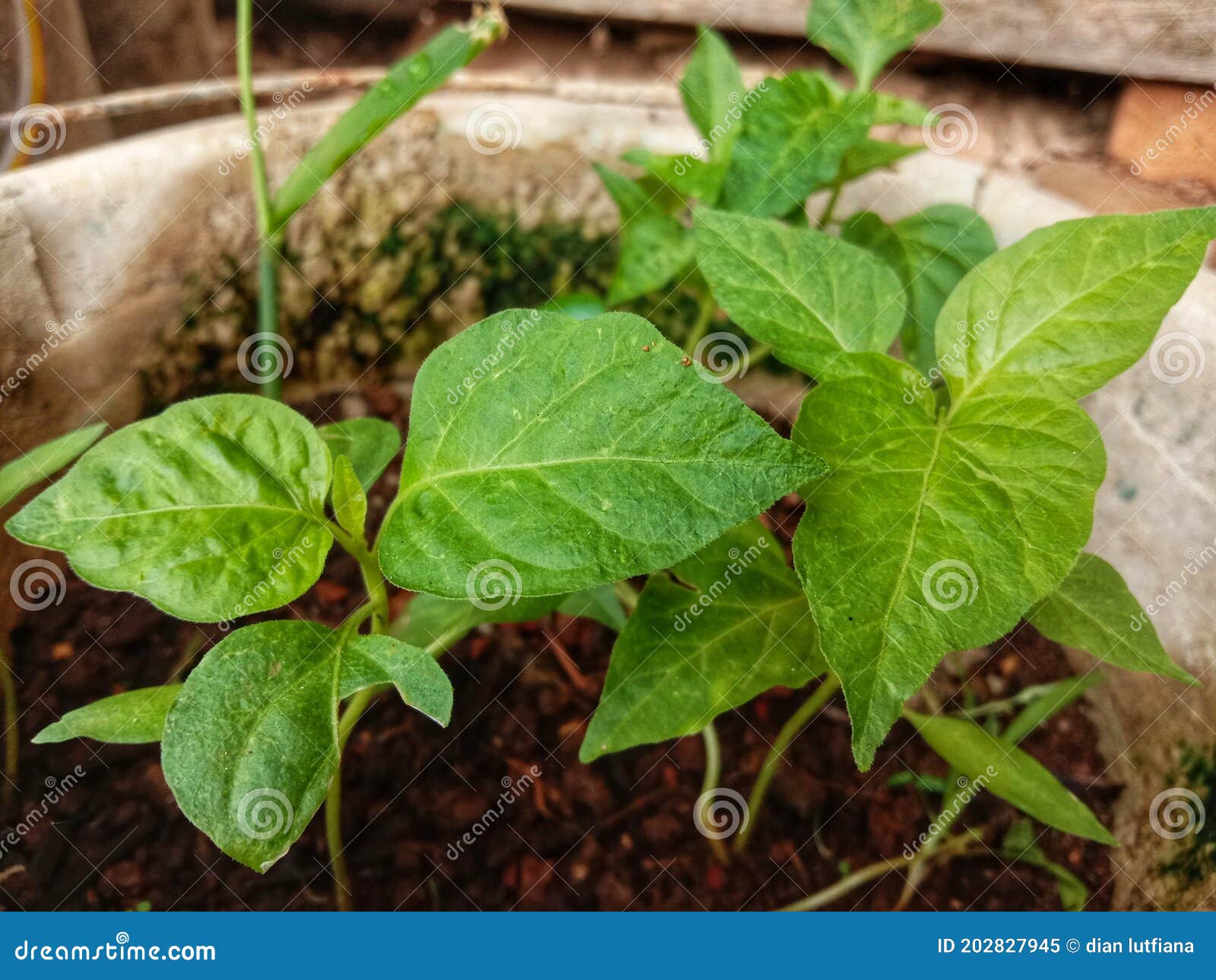 Small chili leaves stock image. Image of chili, leaves - 202827945