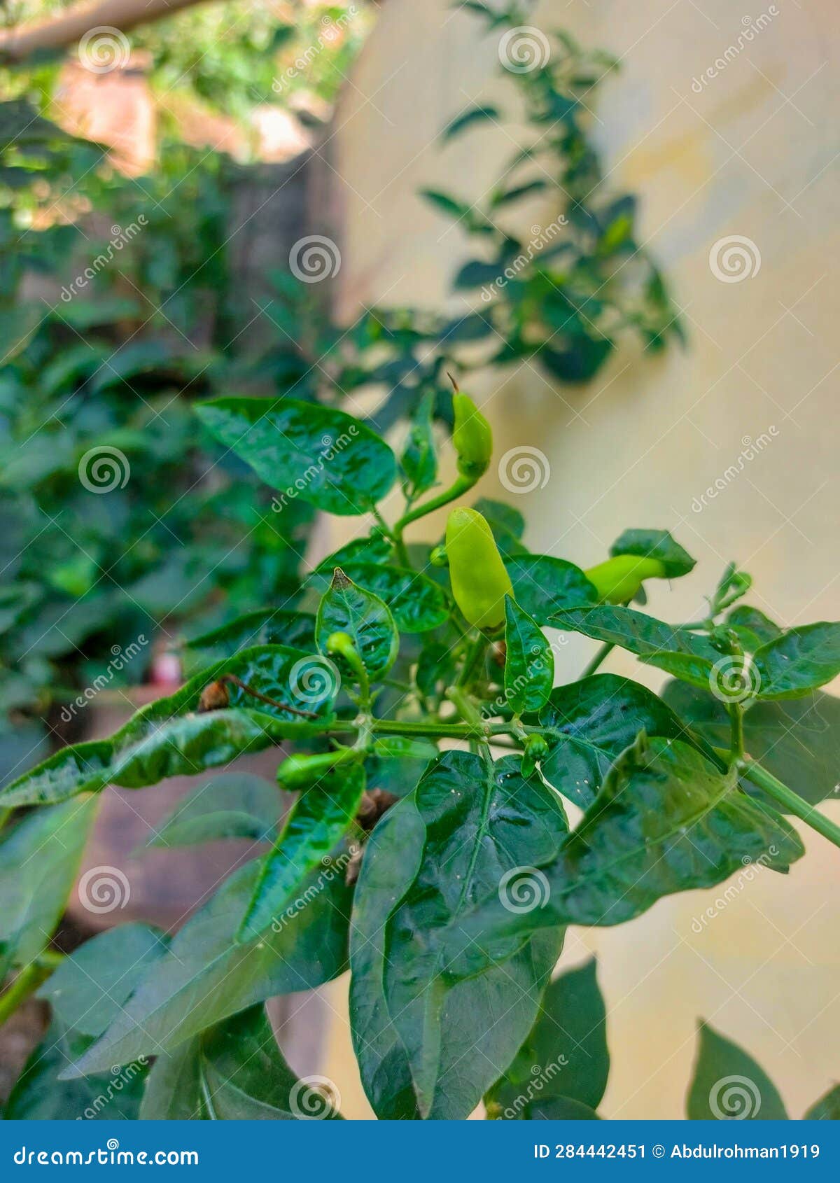 A small chilli with leaf stock image. Image of tree - 284442451