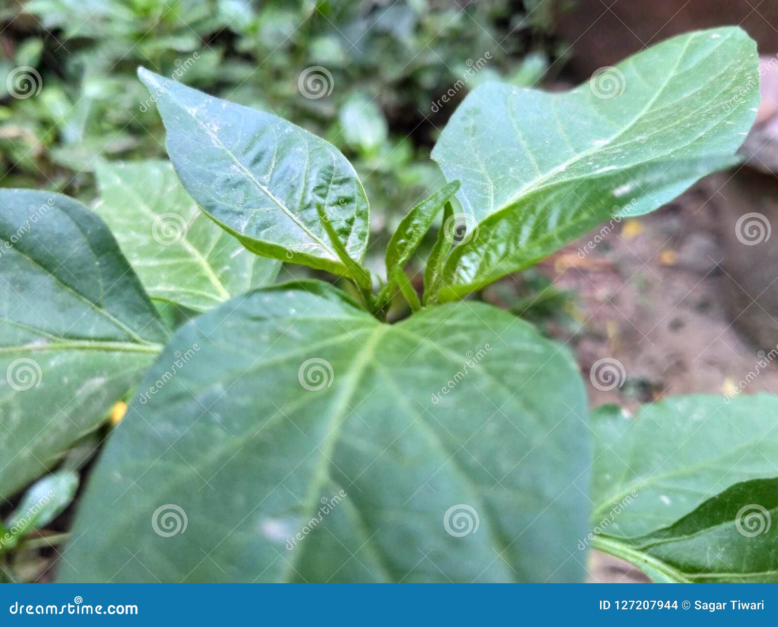 Small Chilli Plant Side-top View Stock Photo - Image of beautiful, view ...