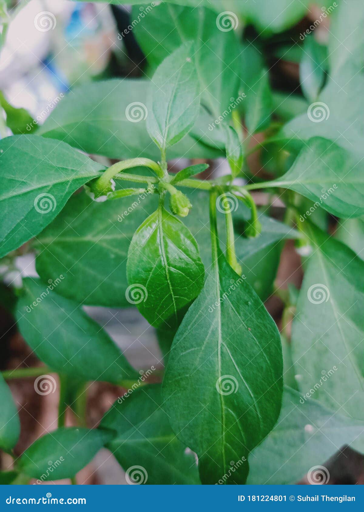 The small chilli tree stock image. Image of chilli, garden - 181224801