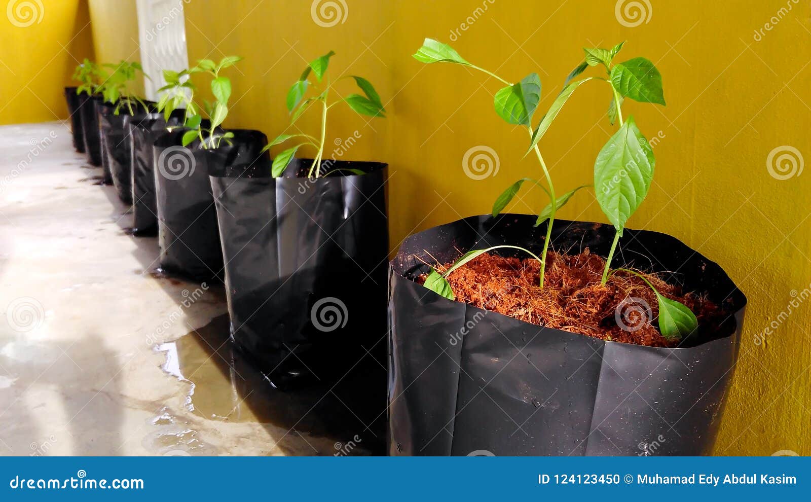 Small chilli tree stock photo. Image of garden, fruits - 124123450