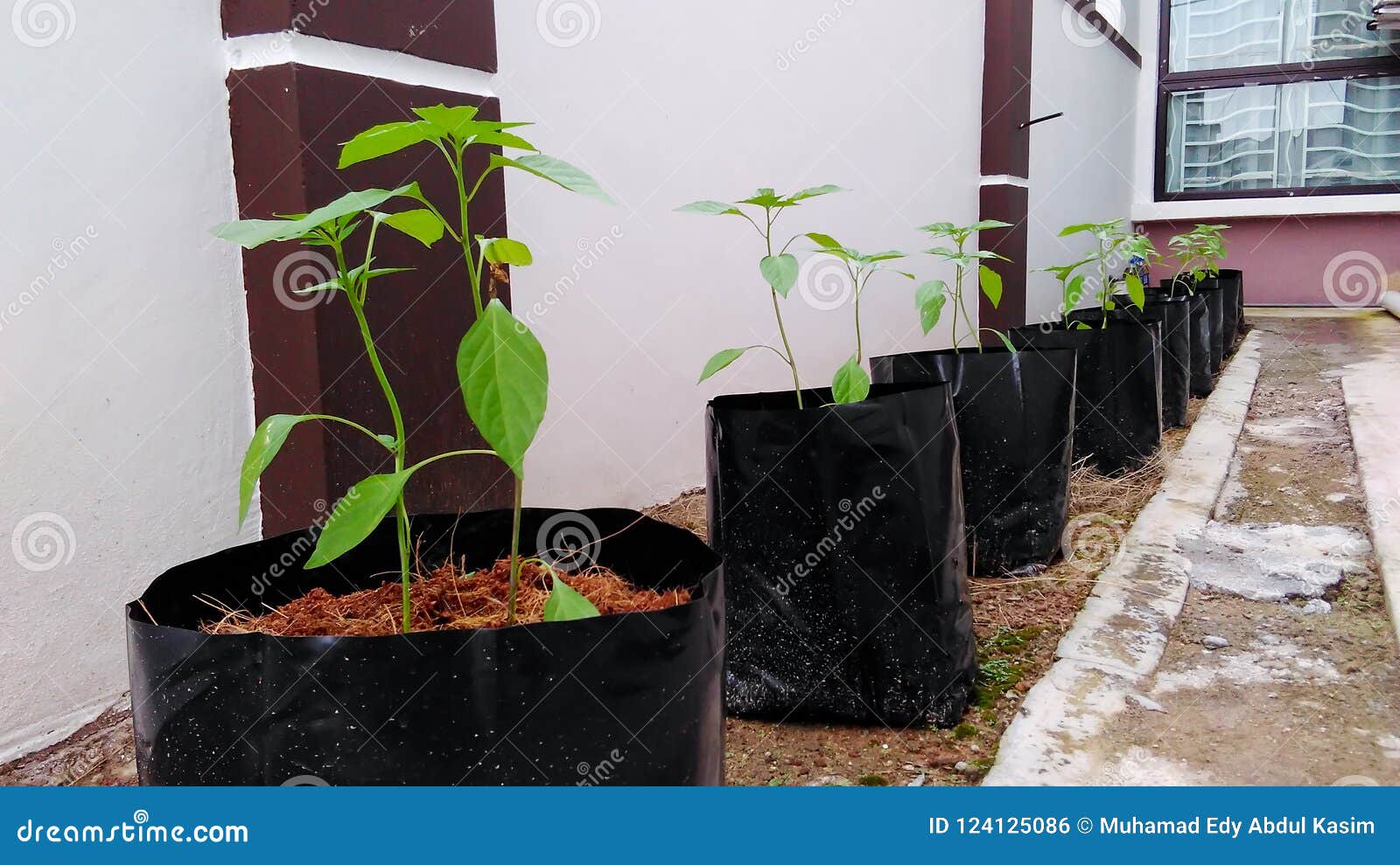 Small chilli tree stock photo. Image of earth, future - 124125086
