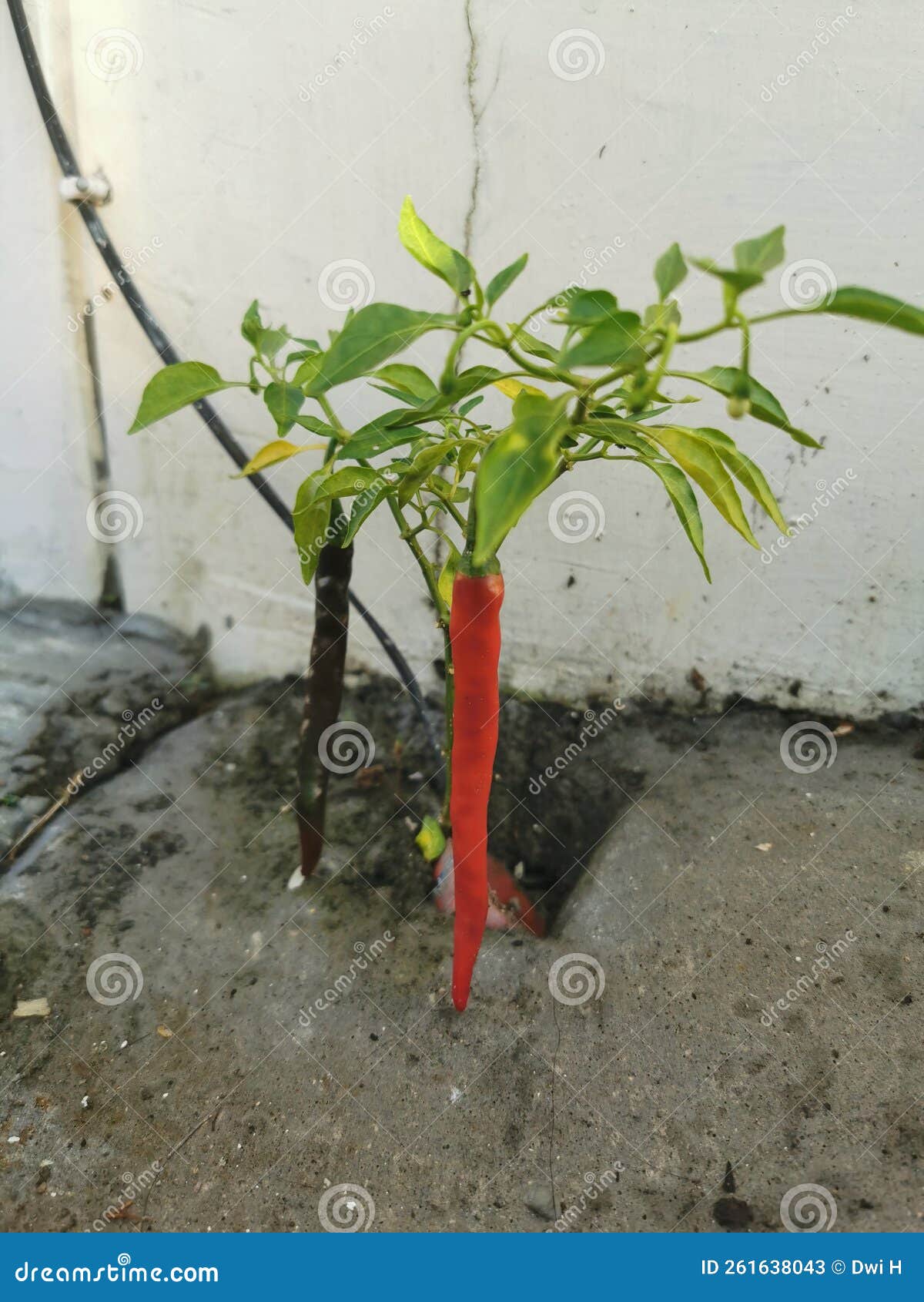 Small Chilli Trees Growing on the Concrete Stock Image - Image of grass ...