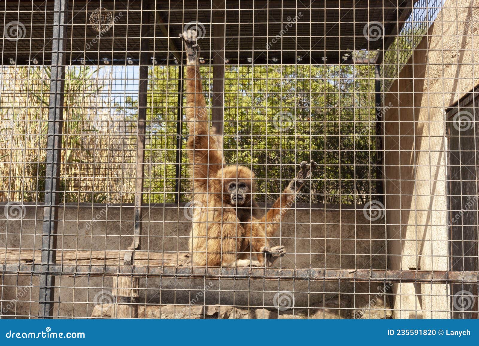 Small Chimpanzee in a Cage of a Zoo Stock Photo - Image of cage, simian ...