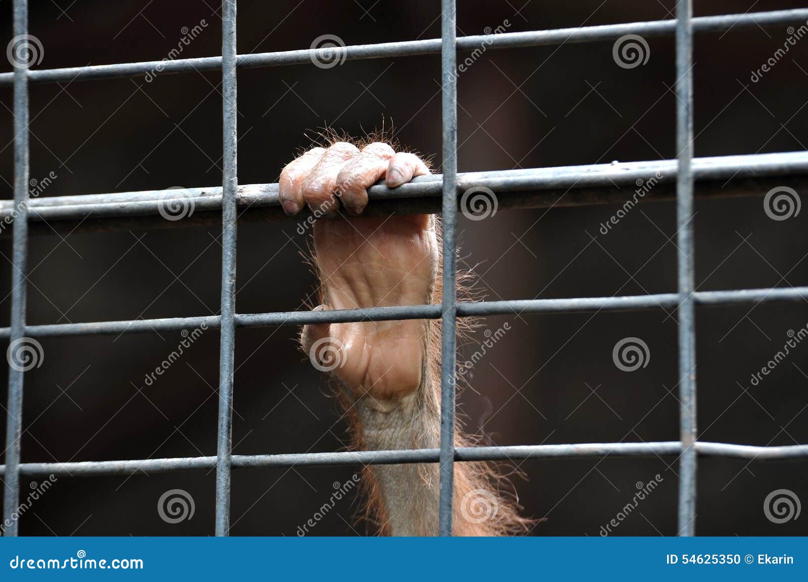 Small Chimpanzee Hand Holding Cage Waiting for Freedom. Stock Photo ...
