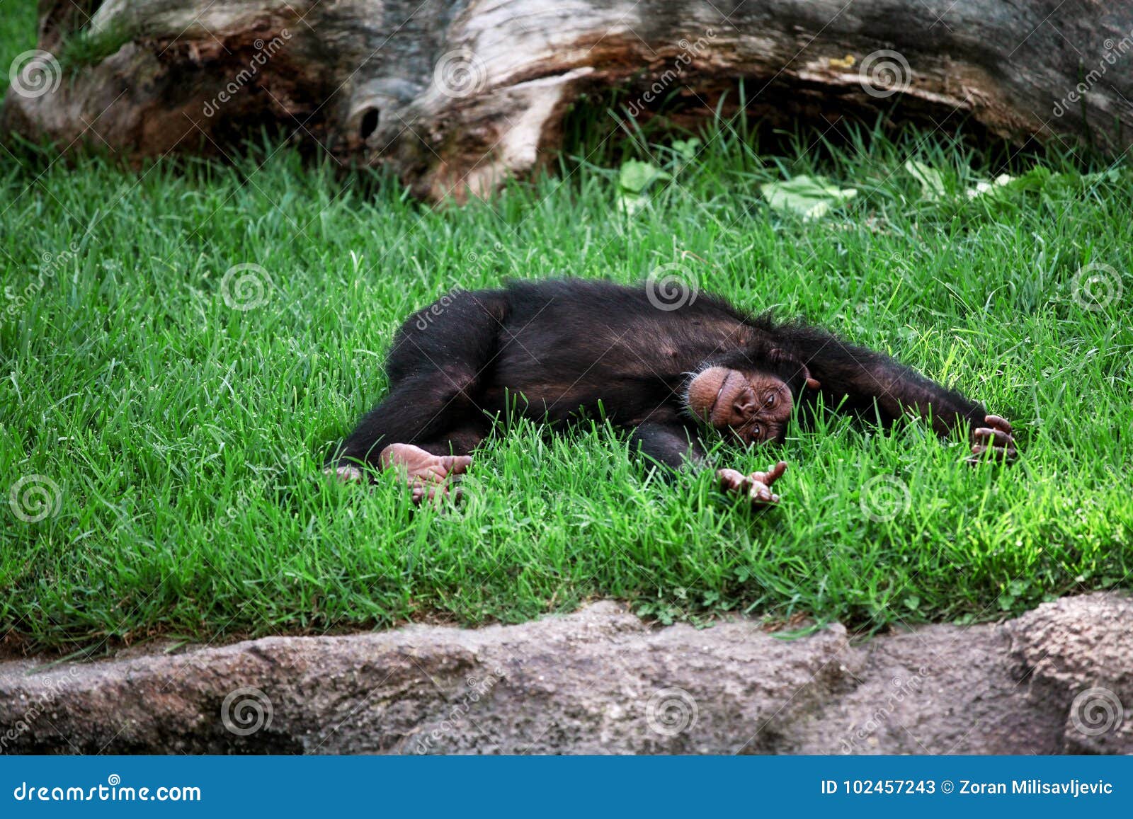Monkey Chimpanzee on the Grass Stock Image - Image of chimpanzee ...