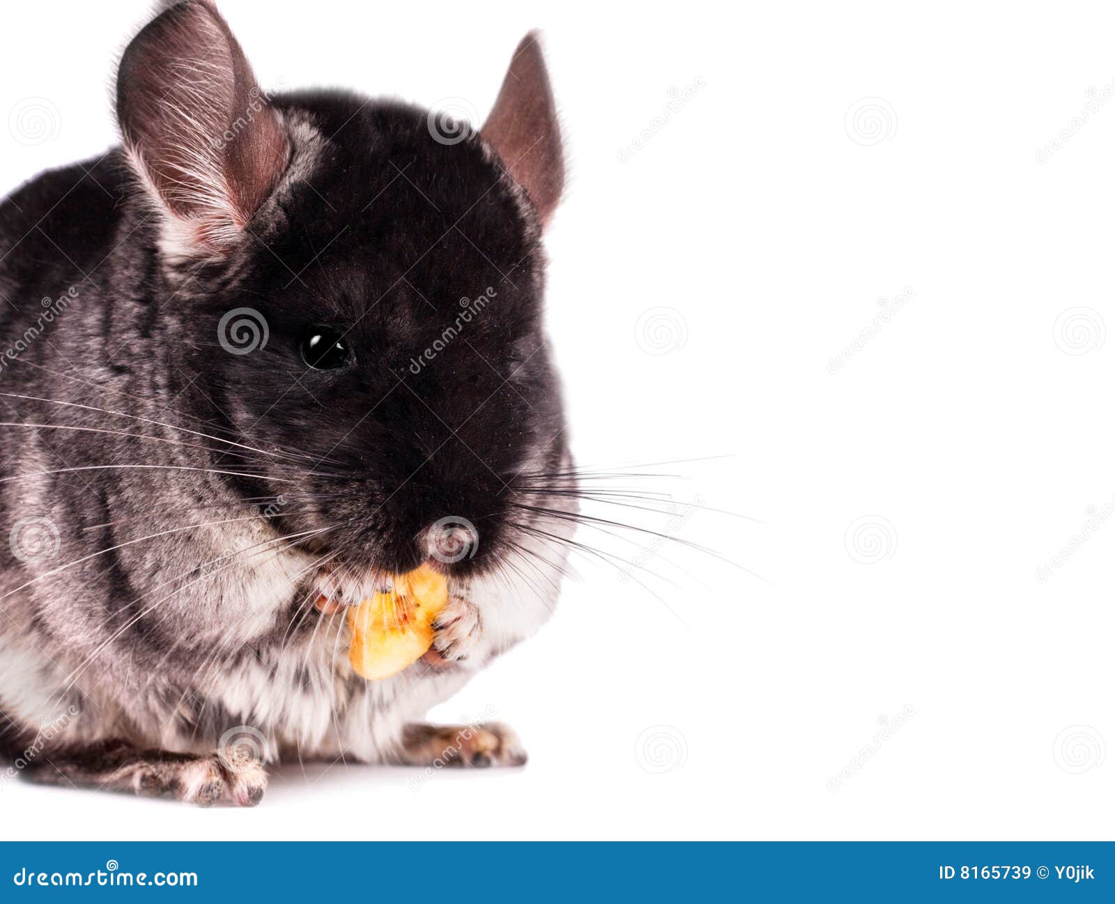 Can Chinchillas Eat Cheese