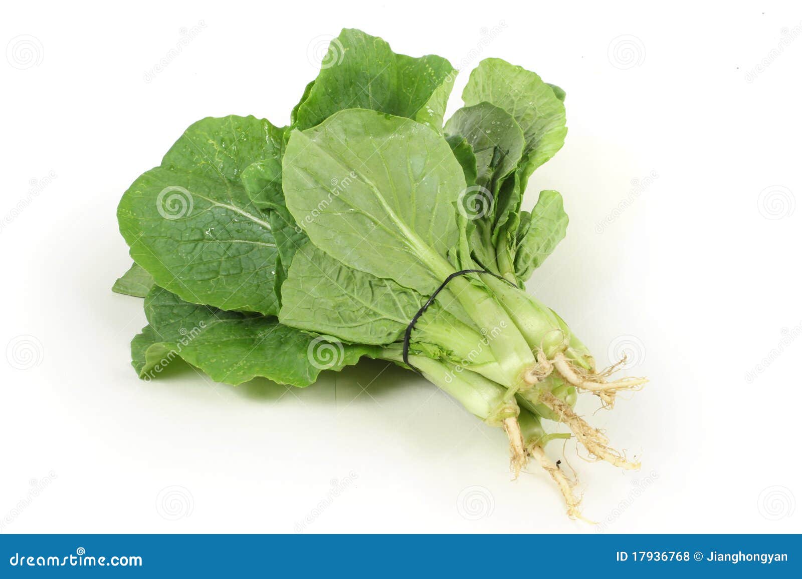 Small Chinese cabbage stock photo. Image of cabbage, single - 17936768