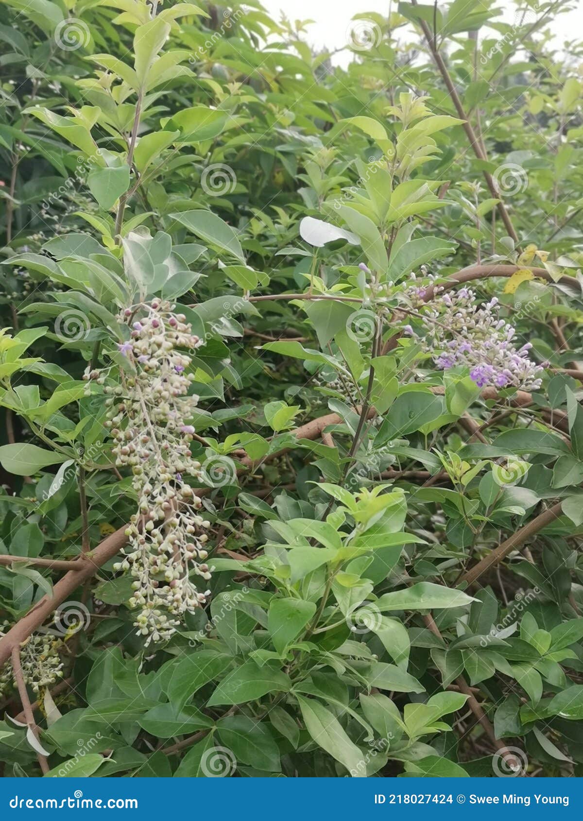 The Small Chinese Chaste Growing Tree. Stock Photo - Image of growth ...