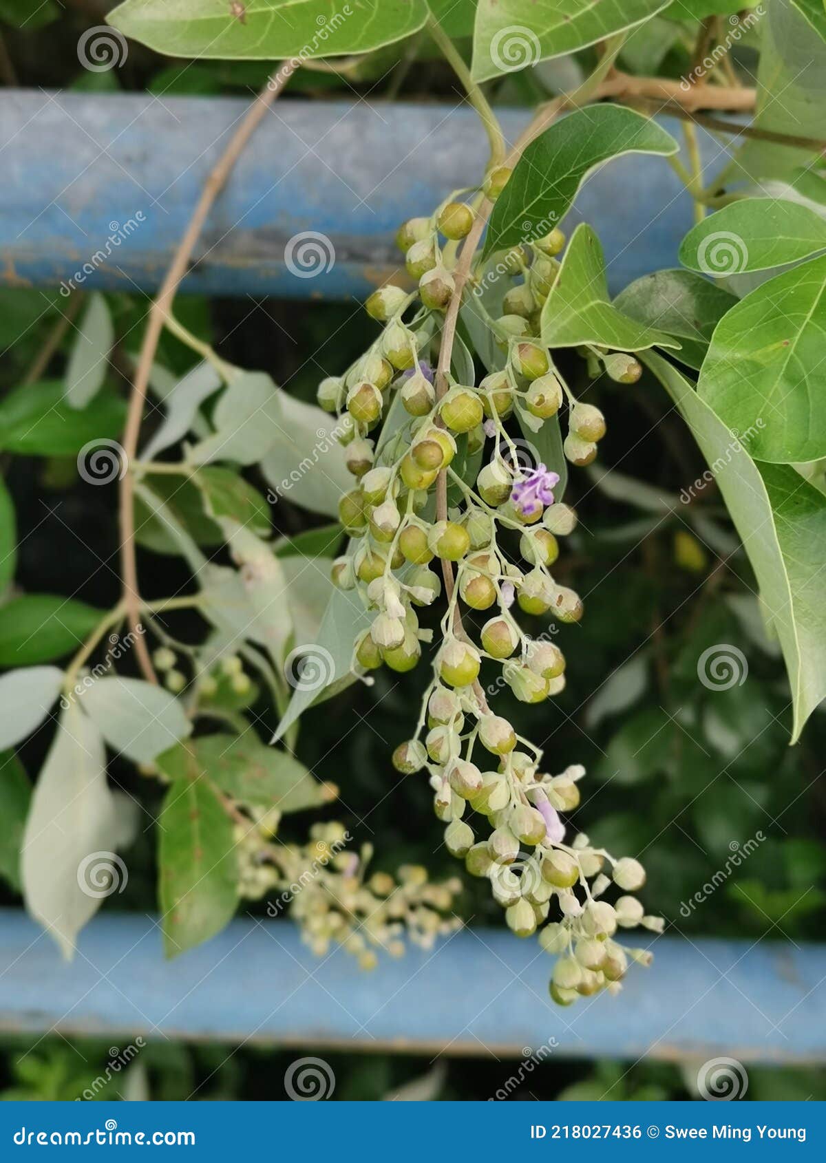 The Small Chinese Chaste Growing Tree. Stock Photo - Image of lamiales ...