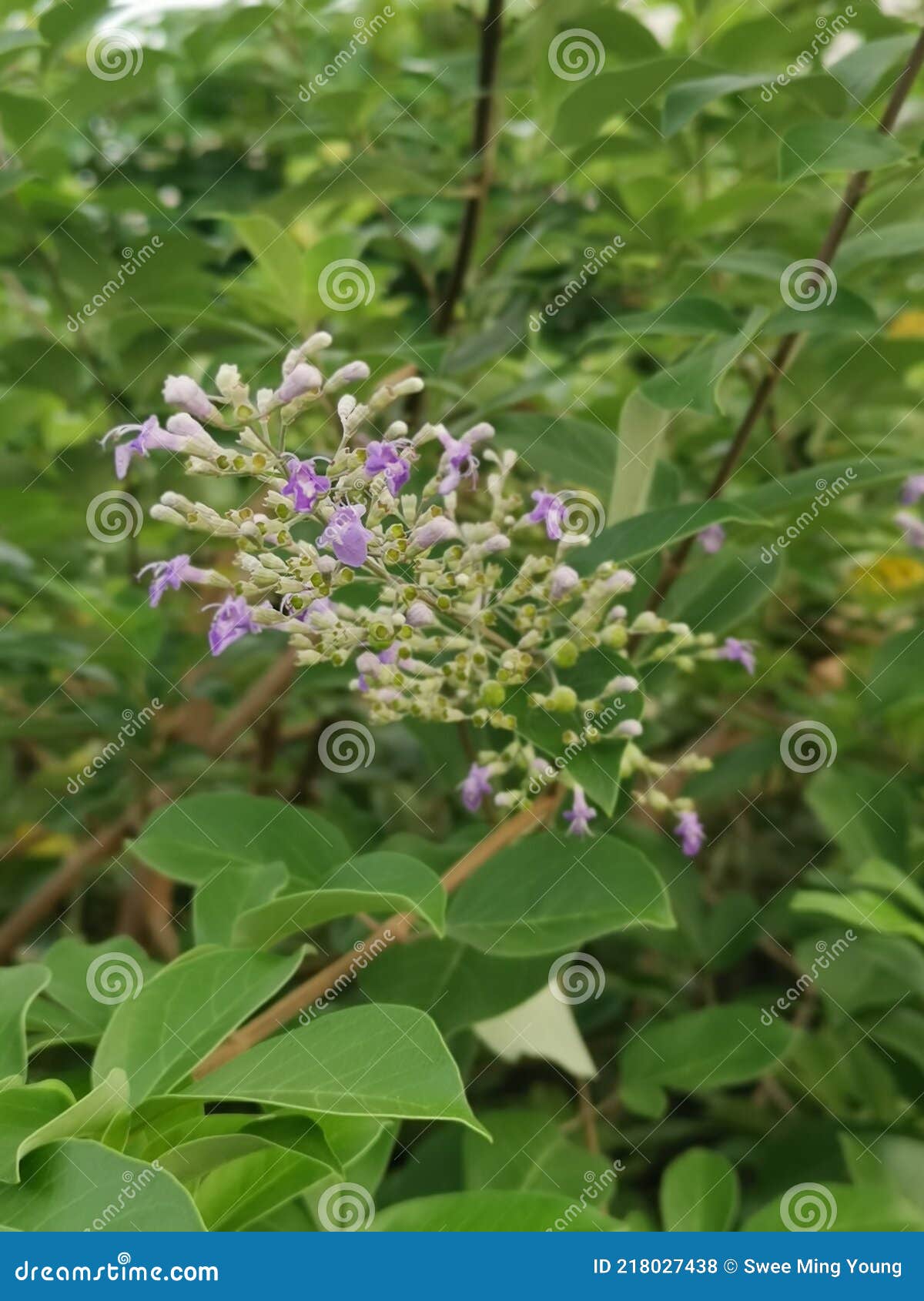 The Small Chinese Chaste Growing Tree. Stock Photo - Image of blooming ...