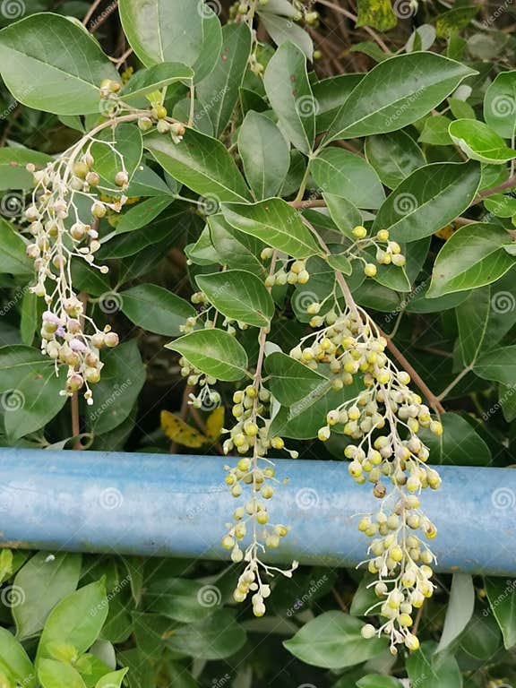 The Small Chinese Chaste Growing Tree. Stock Image - Image of lamiales ...