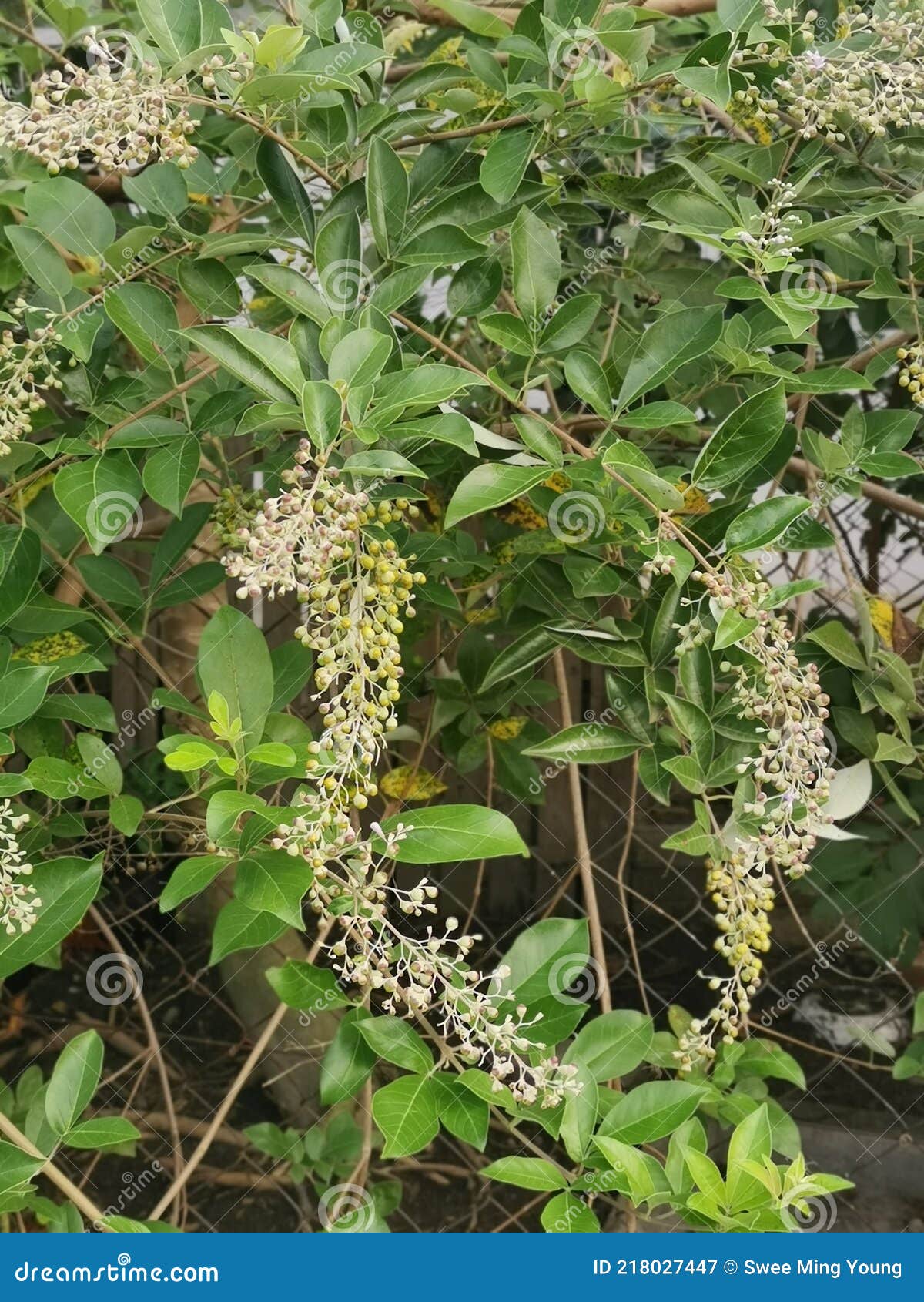 The Small Chinese Chaste Growing Tree. Stock Image - Image of flora ...