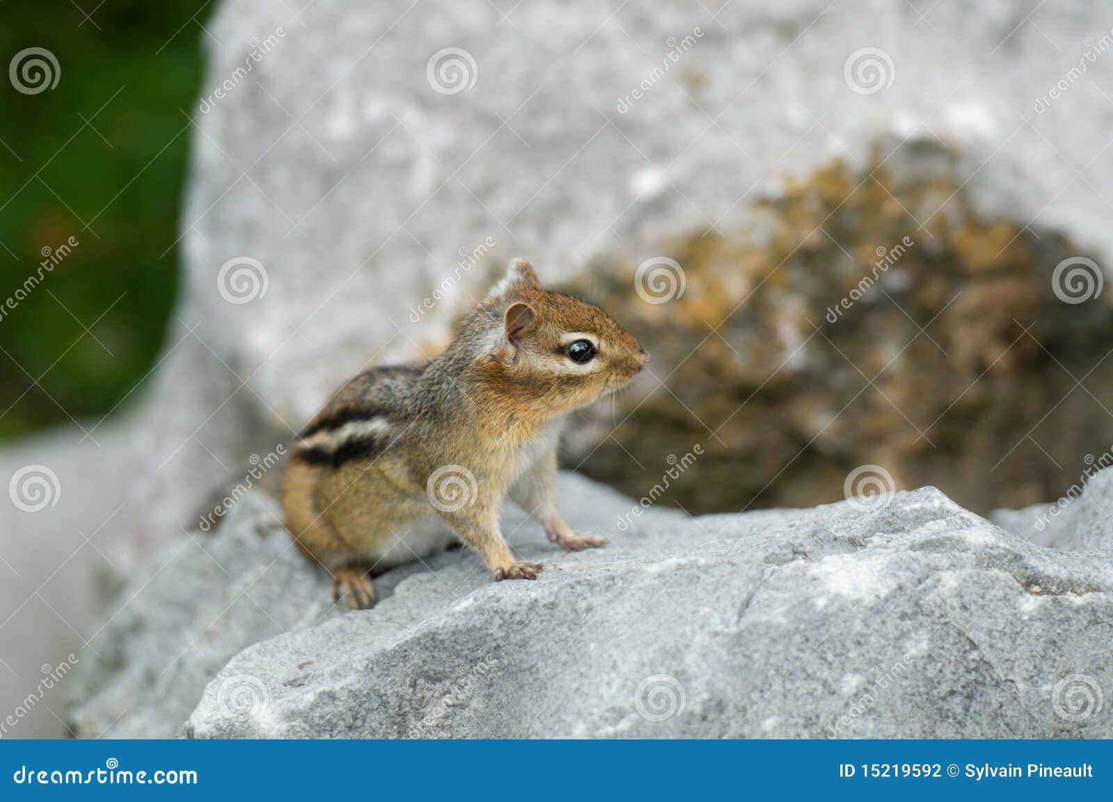 A small chipmunk stock photo. Image of wildlife, squirrels - 15219592