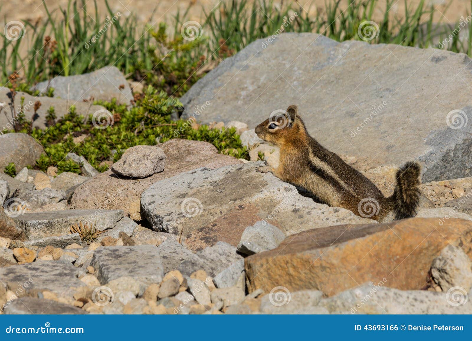 Small Chipmunk stock photo. Image of little, look, tail - 43693166