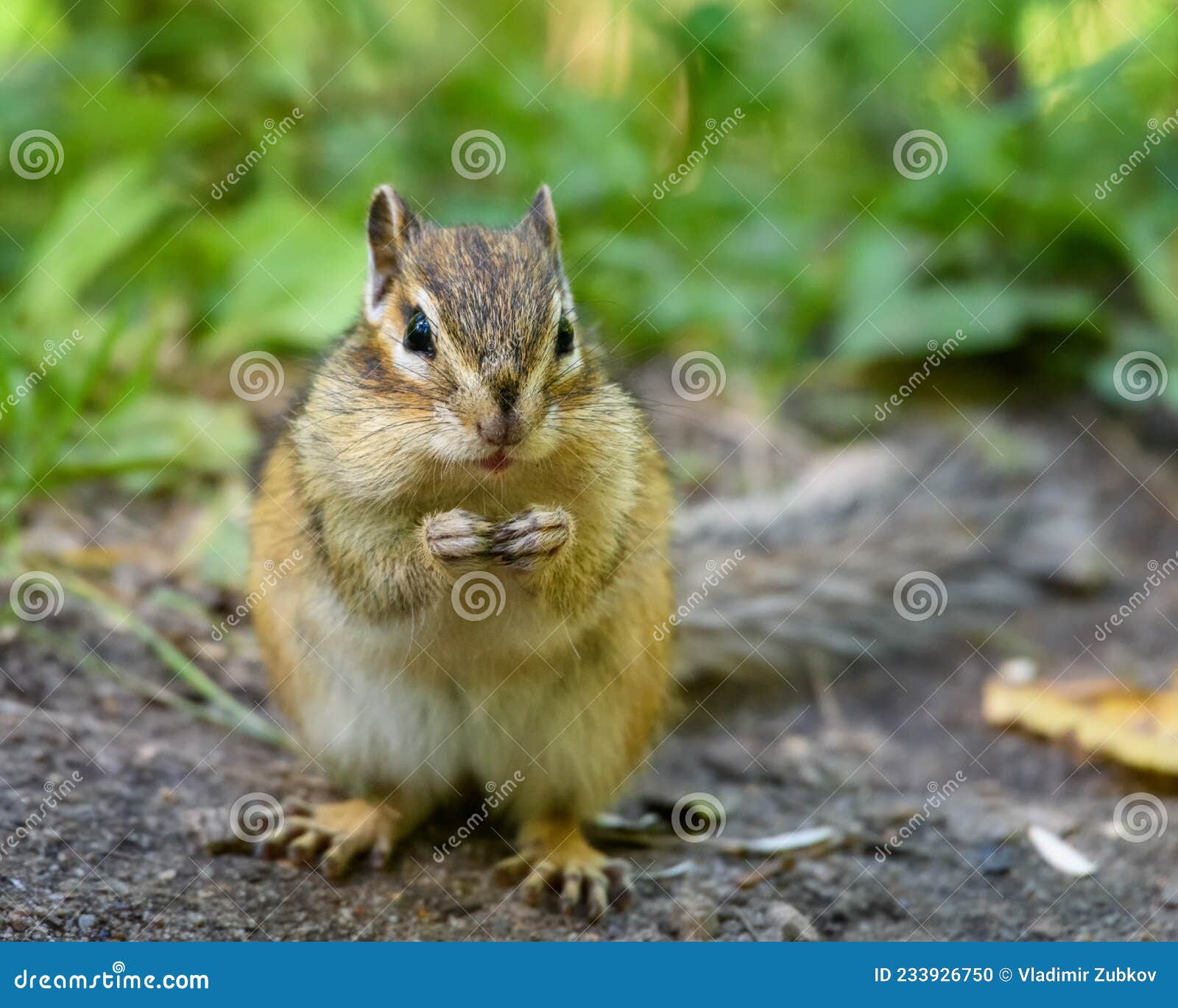 Chipmunk Sitting on the Path, Close-up Stock Photo - Image of furry ...