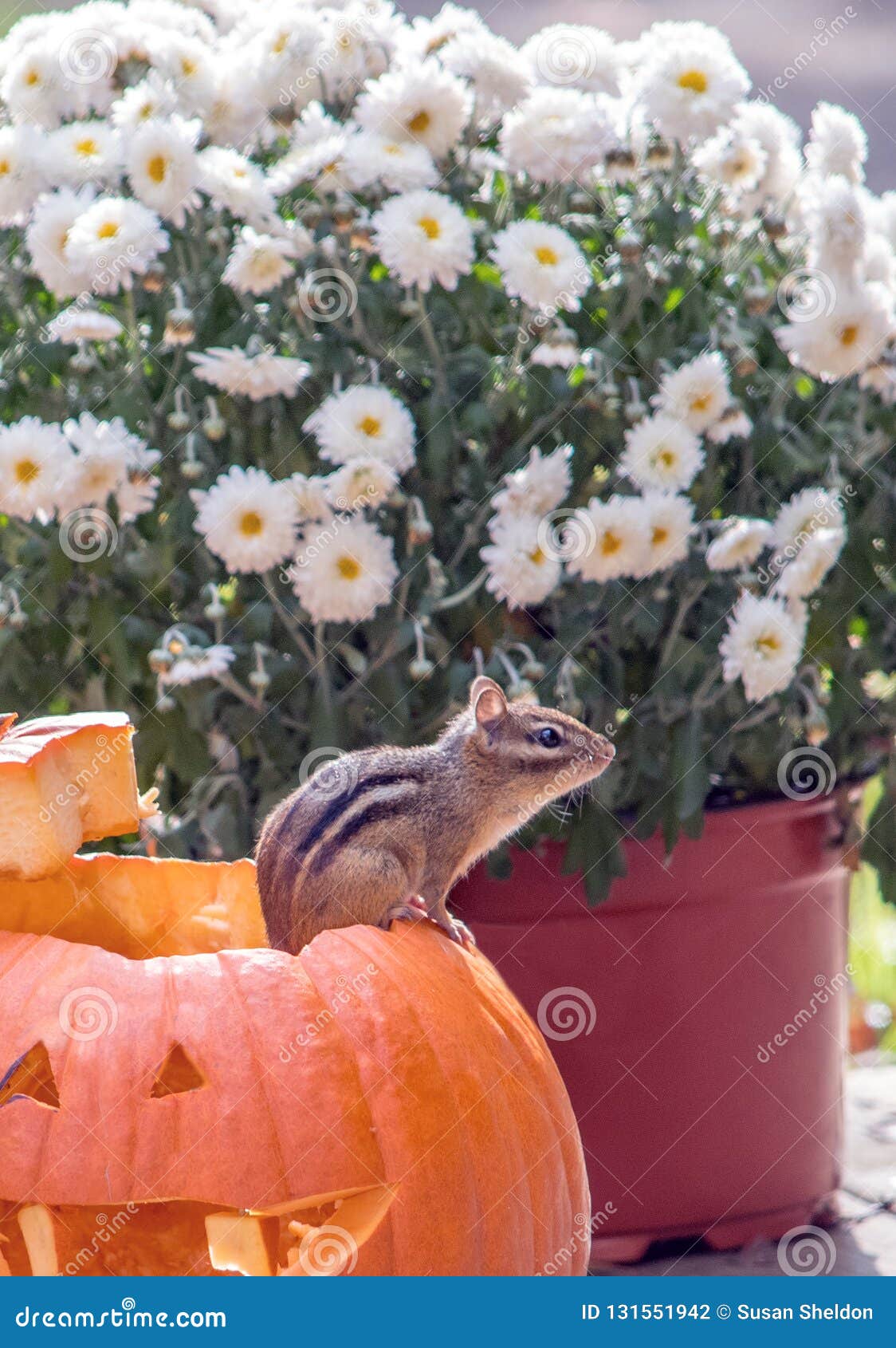 Small Chipmunk Sits on a Pumpkin Edge Stock Photo - Image of animals ...