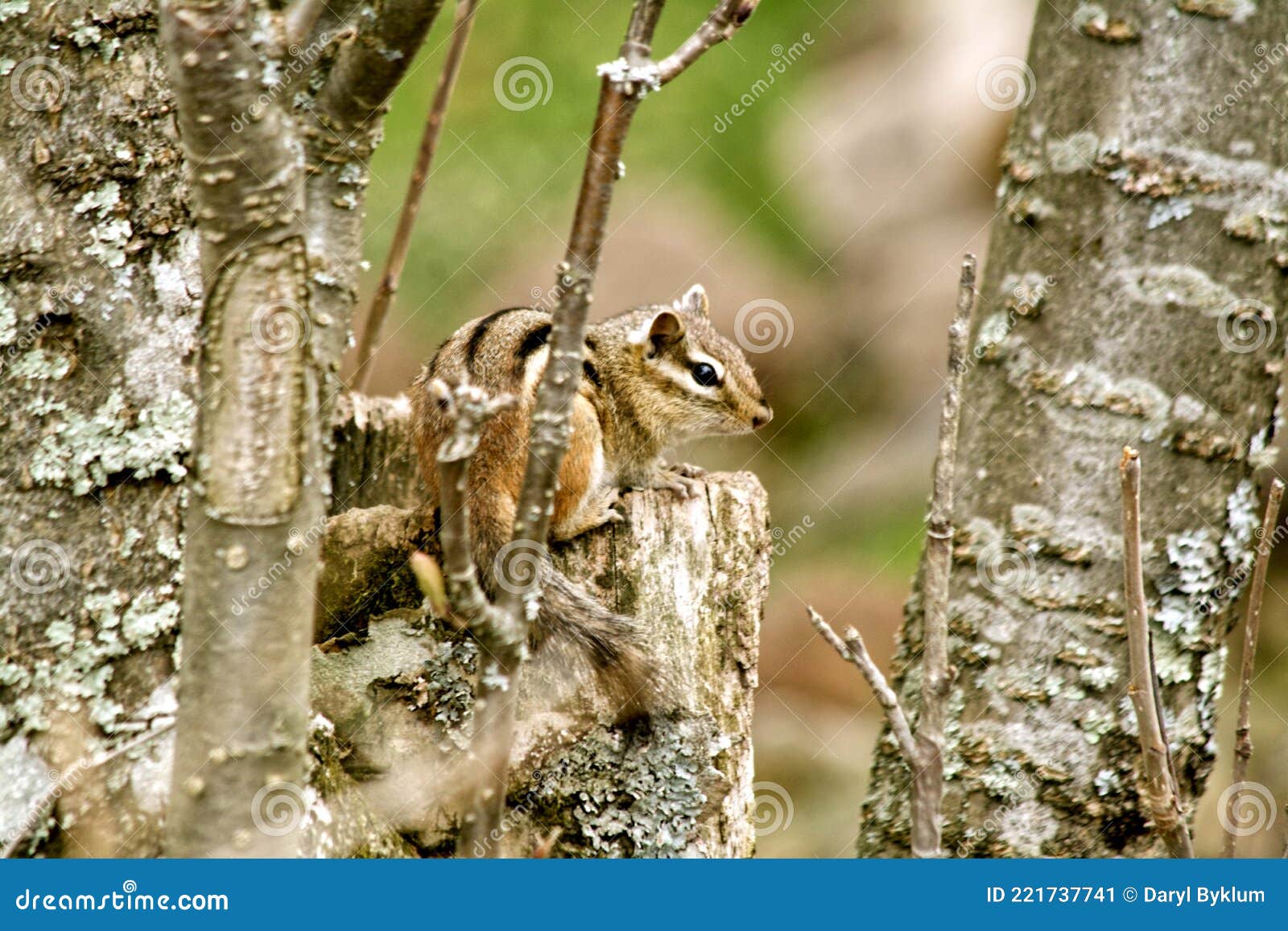 A Chipmunk Poses among the Trees Stock Image - Image of daylight ...
