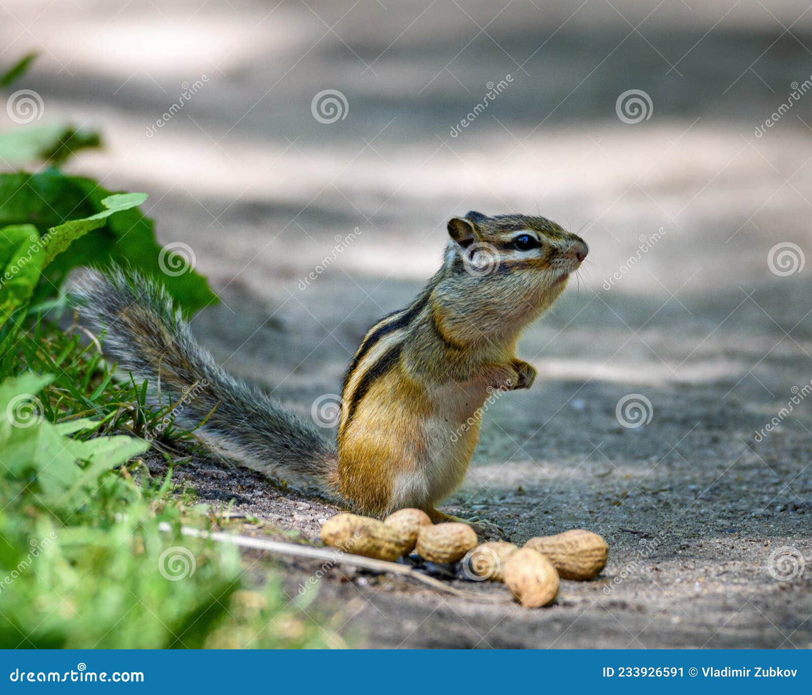 Chipmunk Sitting on the Path, Close-up Stock Image - Image of eating ...
