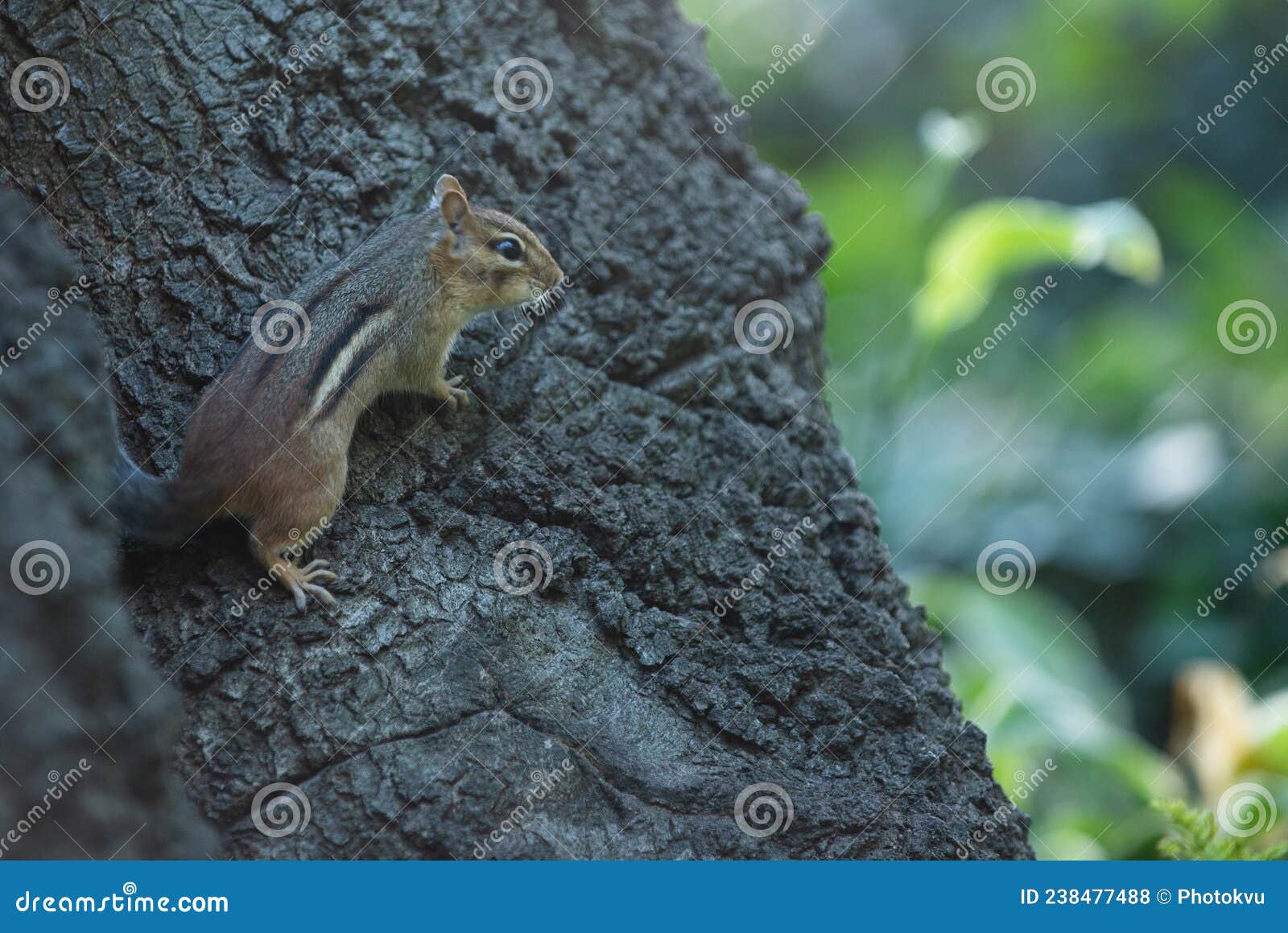 Small Chipmunk Sitting on the Tree Stock Photo - Image of adorable ...