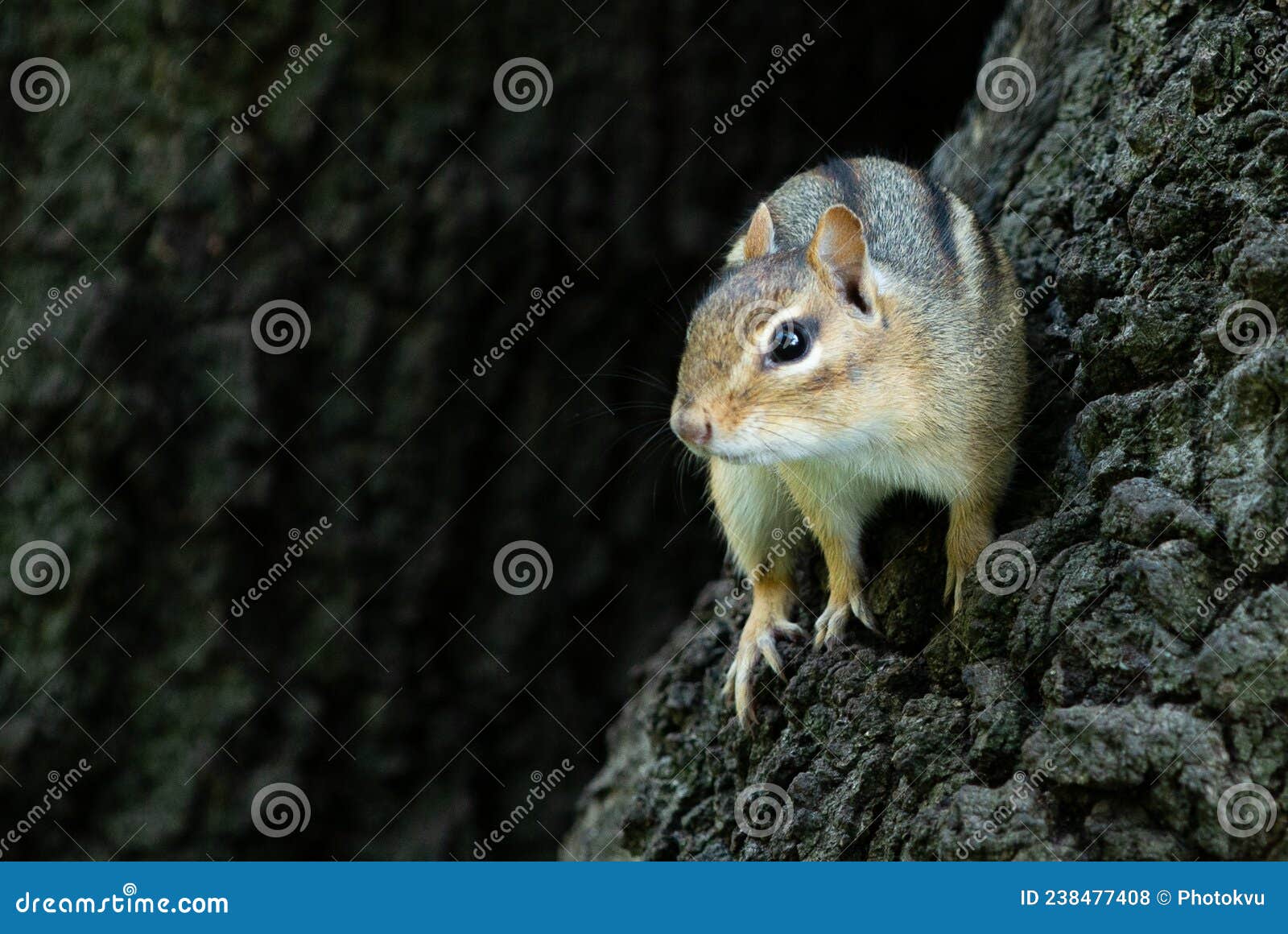 Small Chipmunk Sitting on the Tree Stock Photo - Image of mammal ...