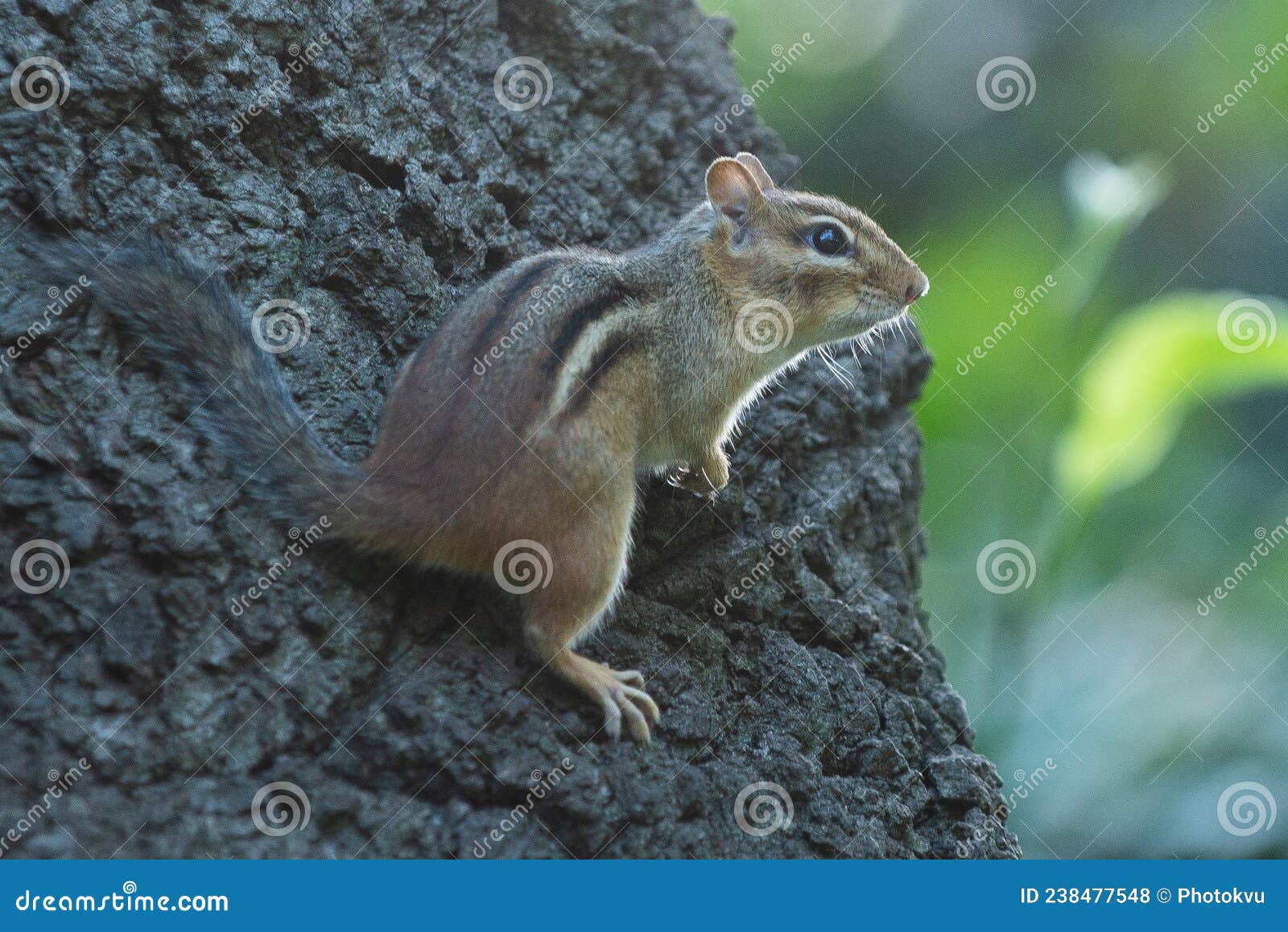 Small Chipmunk Sitting on the Tree Stock Photo - Image of striped ...