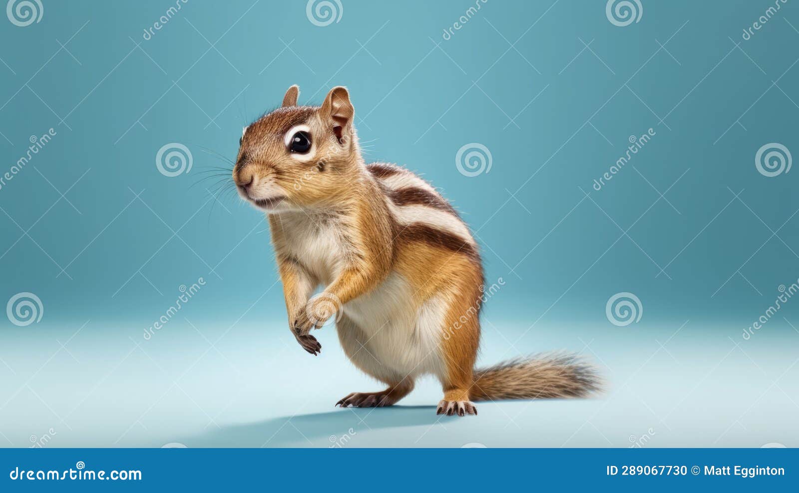A cute chipmunk stock illustration. Illustration of tail - 289067730