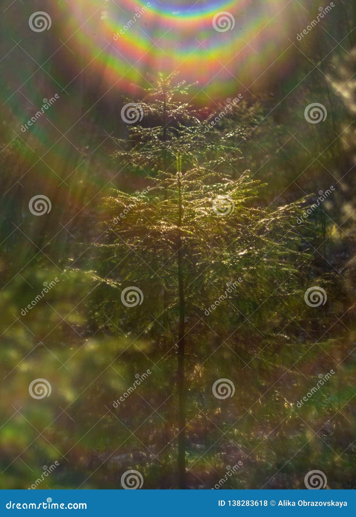 A Small Christmas Tree Shines in the Sun in the Forest Stock Photo ...