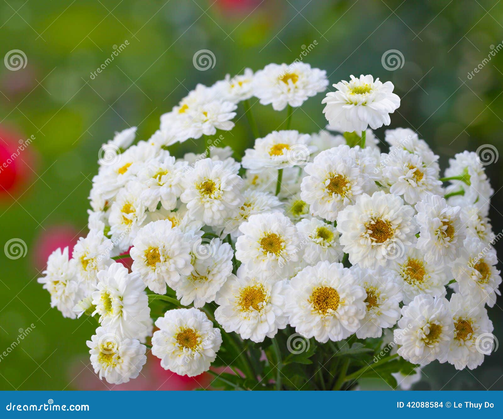 Small Chrysanthemum stock photo. Image of natural, elegant - 42088584