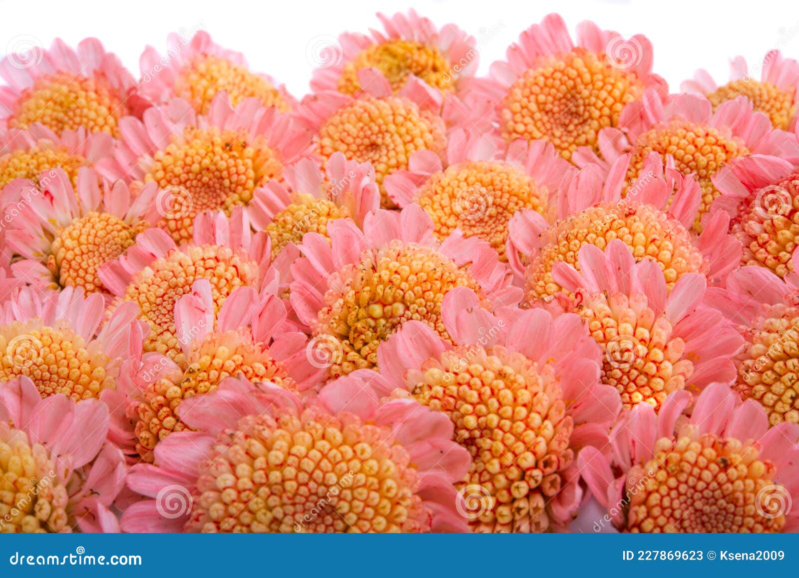 Small Chrysanthemum Isolated Stock Image - Image of nature, flower ...