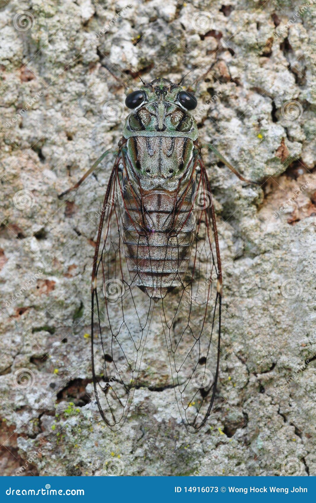 Small cicada stock image. Image of wing, creature, gardens - 14916073