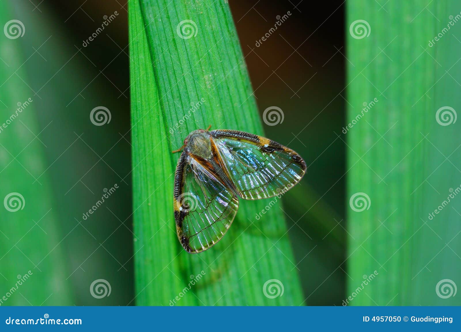 Small Cicada Picture. Image: 4957050
