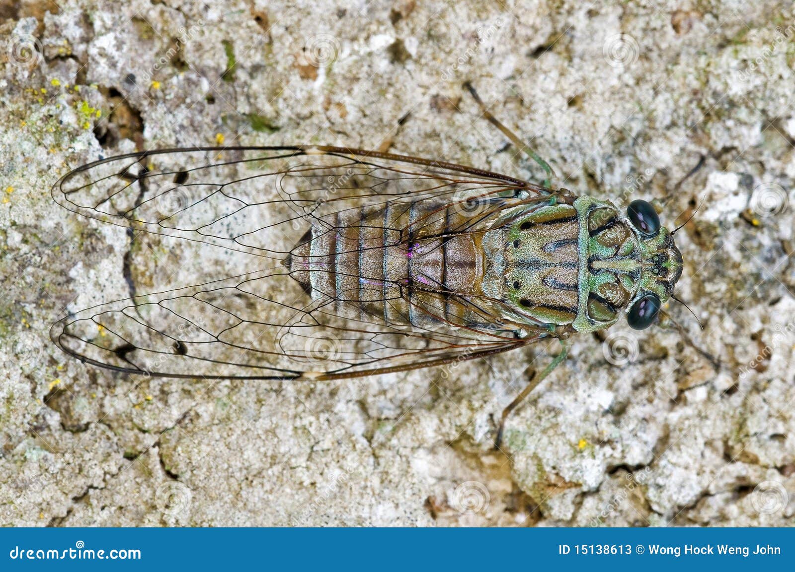 Small cicada beetle stock image. Image of cicada, specimen - 15138613