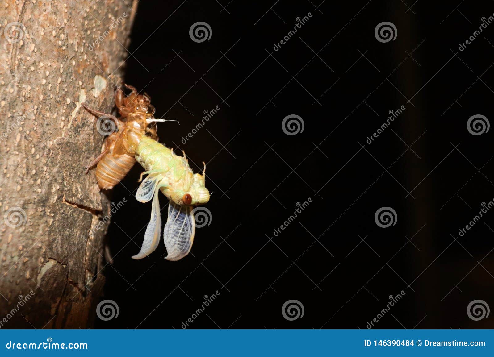 Small Cicada Gets Out of Its Molt at Night Stock Photo - Image of ...