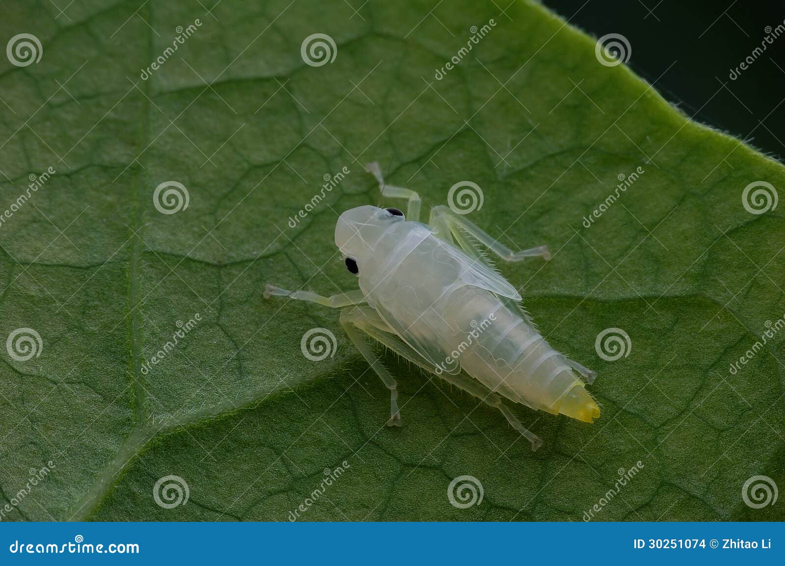 Small Cicada stock photo. Image of macro, ecological - 30251074