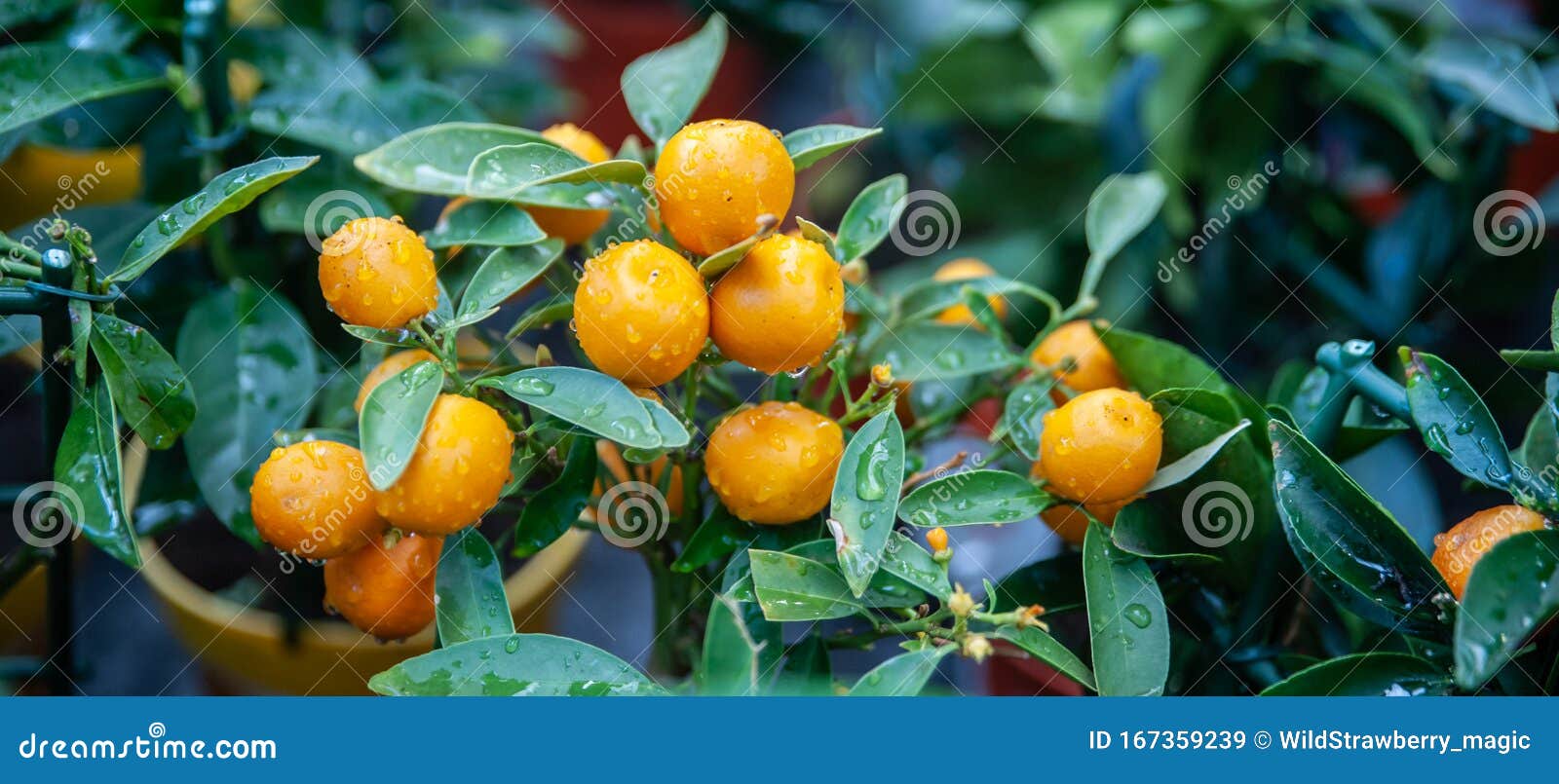 Small Citrus Fruits on a Decorative Tree in a Pot Stock Image - Image ...