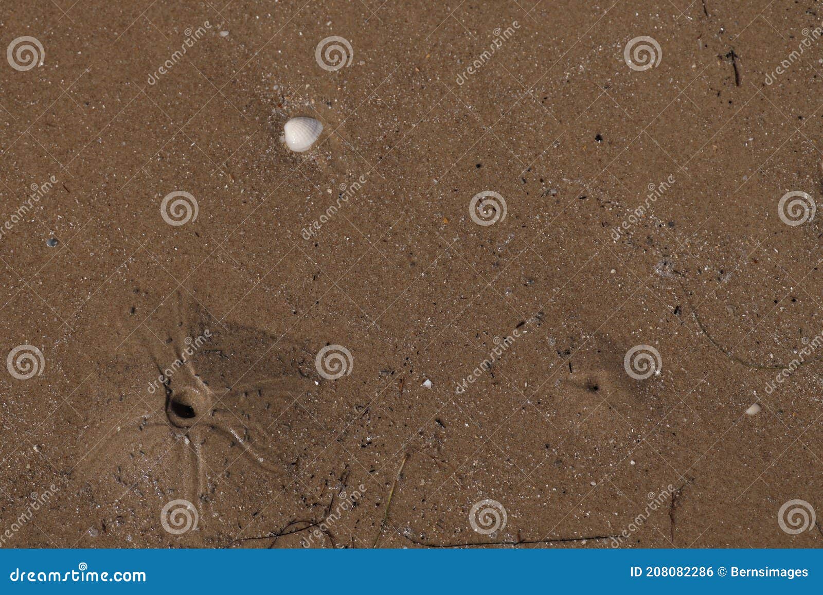 Small Shell and Ghost Shrimp Burrow at the Beach Stock Photo - Image of ...