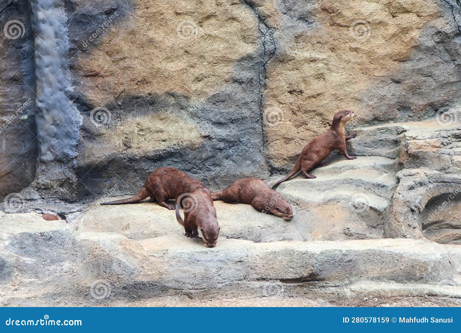 Small Clawed Beavers are Clustered on the Rocks Stock Image - Image of ...