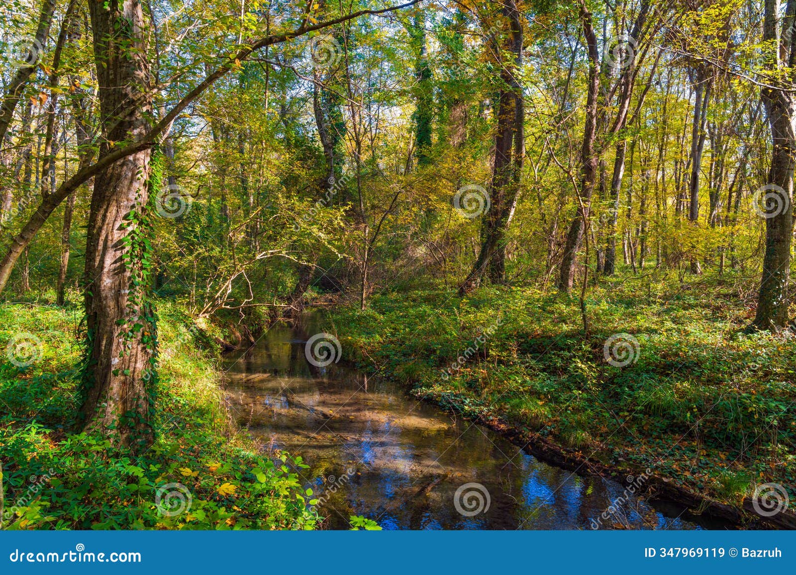 A Small Clean River with Clear Fresh Water in the Jungle Stock Image ...