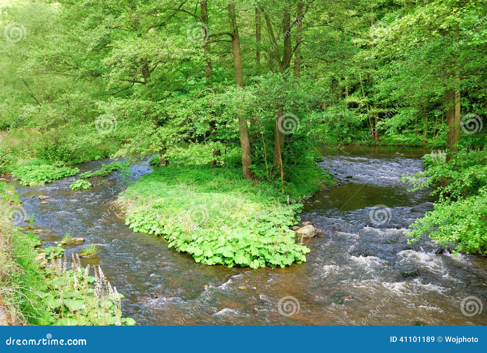 Small Clean River Flowing through Green Forest Stock Image - Image of ...