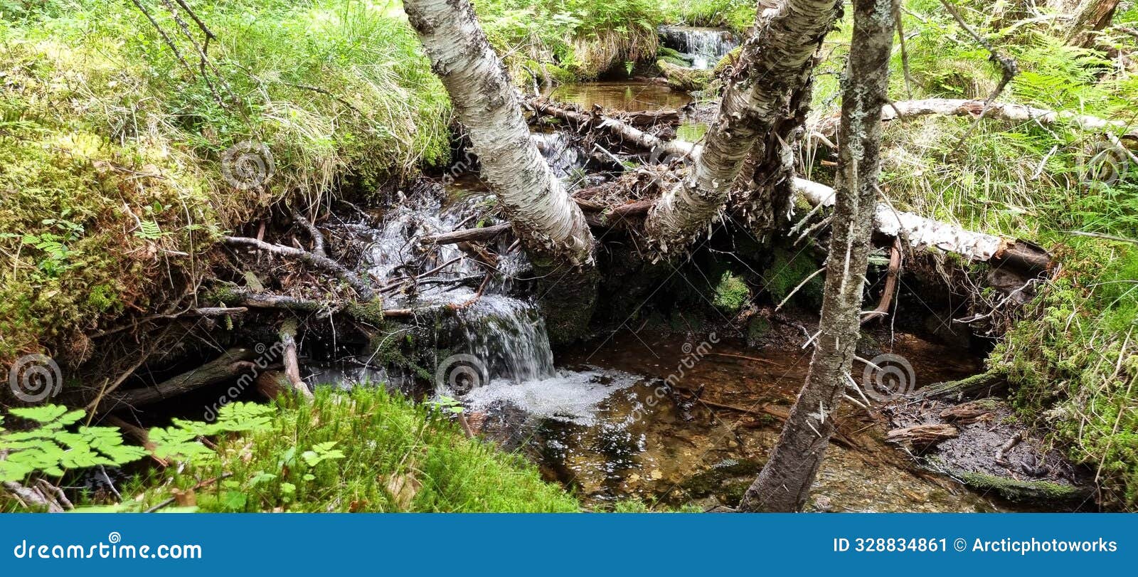 Small Clean Water Stream in Dense Forest with Small Waterfall Stock ...