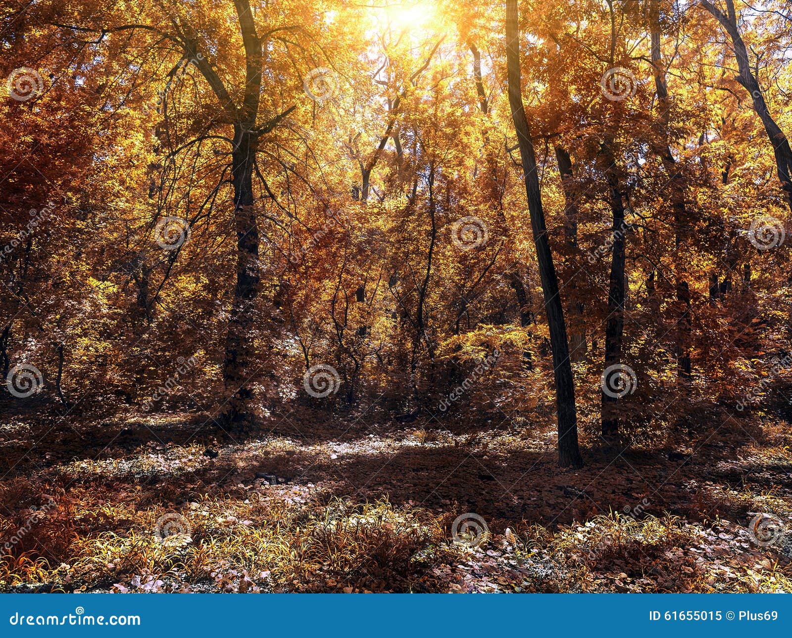 Small Clearing in the Autumn Forest Lit by the Sun Stock Image - Image ...